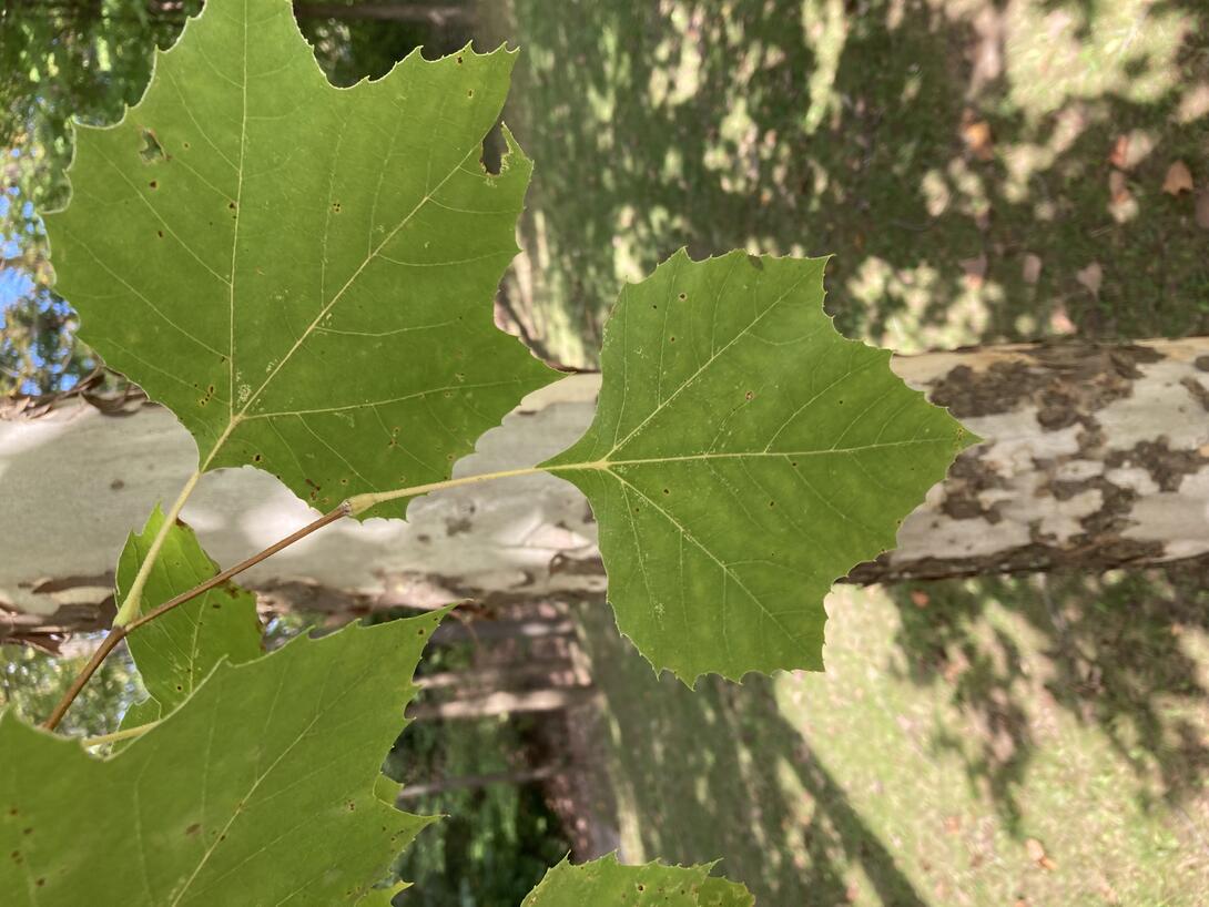 American Sycamore | CMP Tree Selection Tool